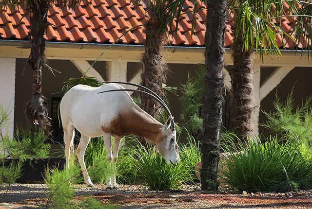 Nieuw verblijf algazellen in Artis | oost-online.amsterdam